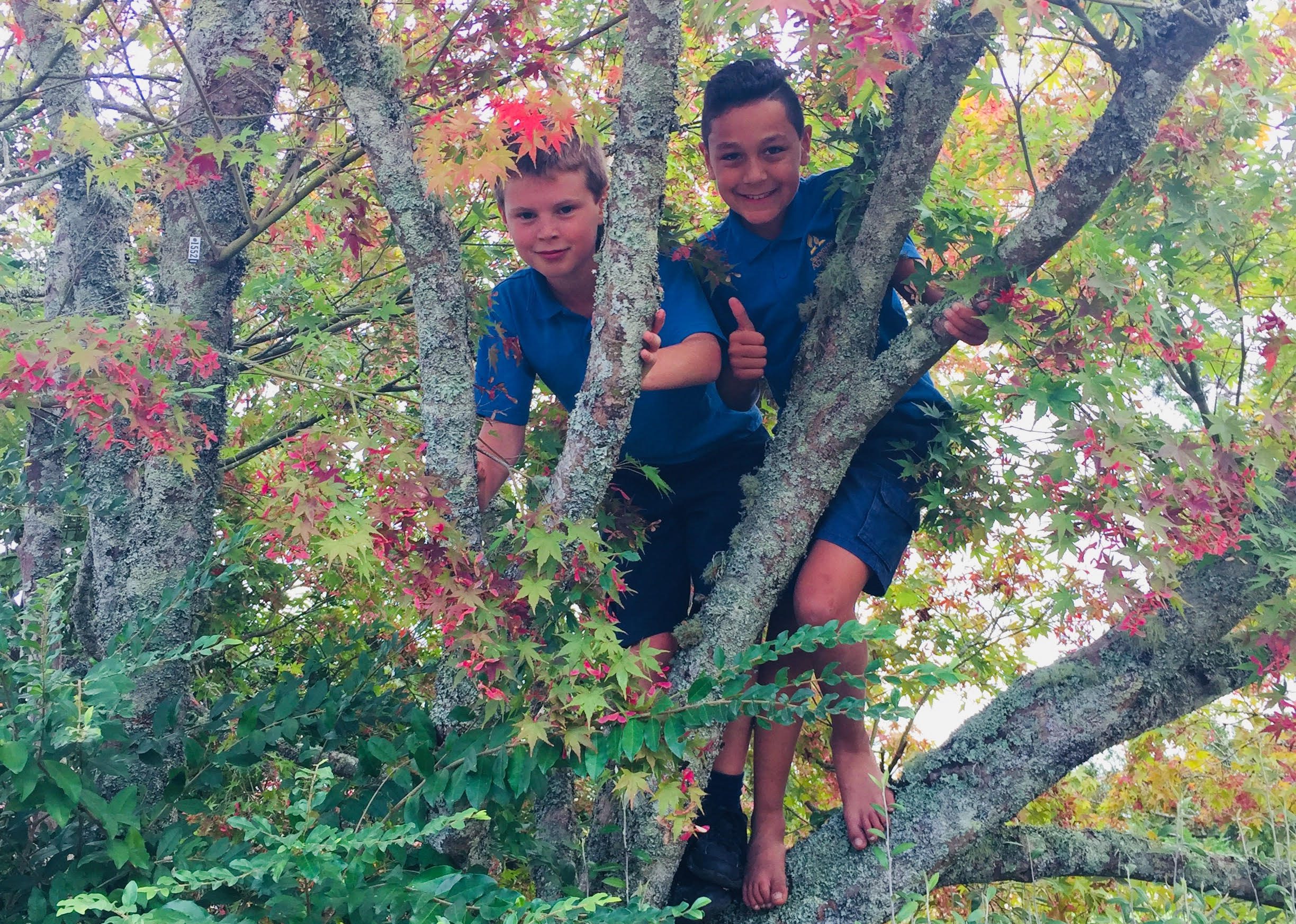 Bring Tree Climbing Back in Schools - Little Kiwis Nature Play