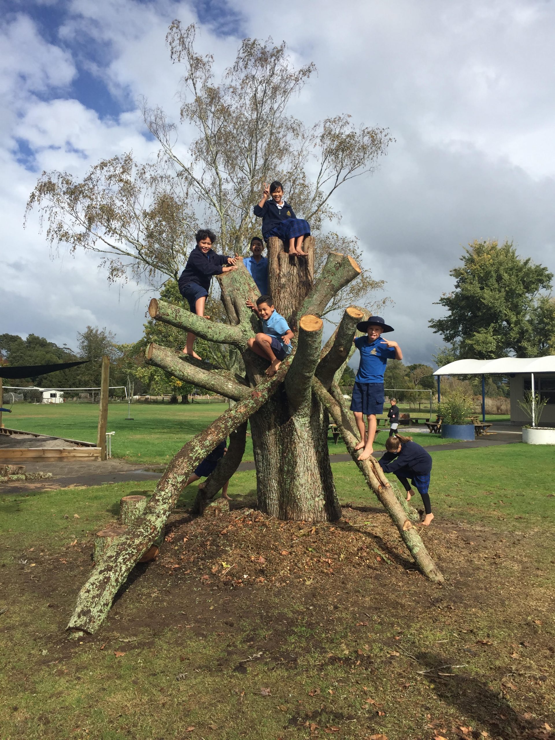 Bring Tree Climbing Back in Schools - Little Kiwis Nature Play