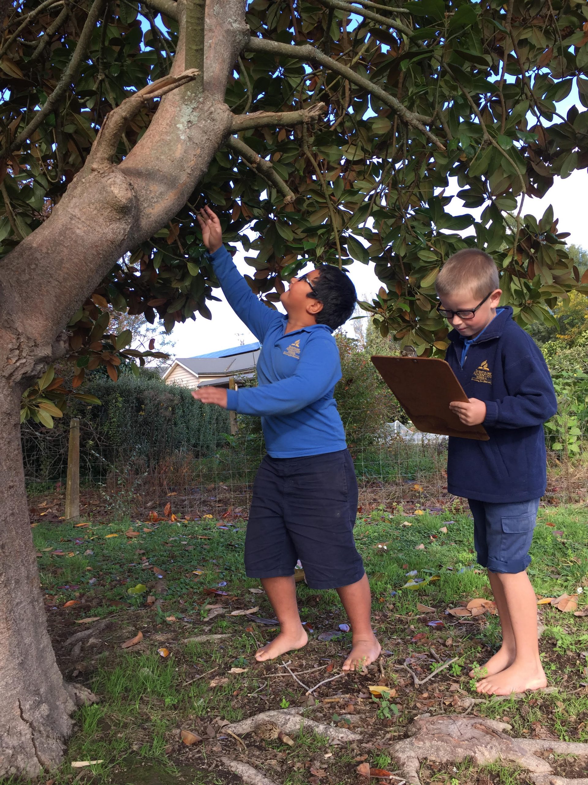 Bring Tree Climbing Back in Schools - Little Kiwis Nature Play